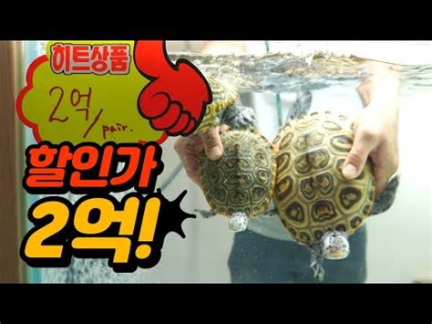 년 관상어박람회 안가면 바보인 이유 수상개체 공개 할인 등 YouTube