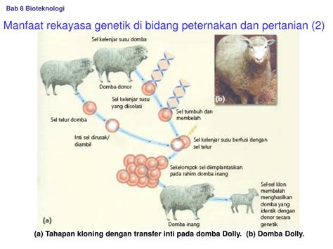 PPT - Bab 8 BIOTEKNOLOGI PowerPoint Presentation, free download - ID:3568383