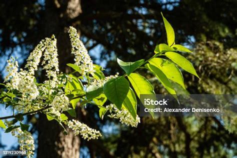 봄 풍경 정원에서 피는 나무 Prunus 파투스 시베리아의 아름다움 흐릿한 짙은 녹색에 새 벚꽃 이나 5 월 날 나무의 흰색 꽃