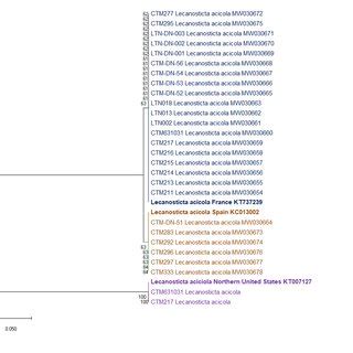 Maximum Likelihood Ml Phylogenetic Tree Representing L Acicola And