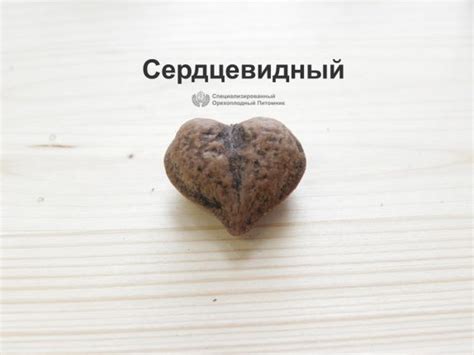 Саженцы маньчжурского ореха Супер морозостойкий фото и описание