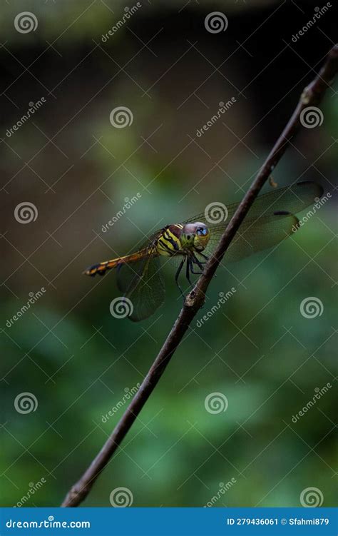 Portrait Of A Grasshopper Insect Perched On A Tree Branch Stock Image
