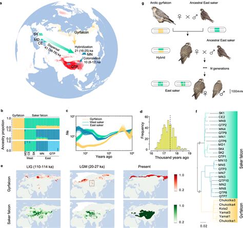 Stepwise Colonization Of Saker Falcons Onto The Qinghai Tibet Plateau A Download Scientific