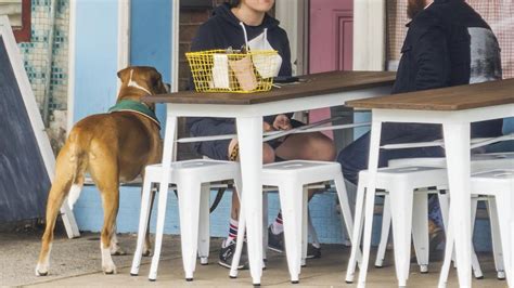More Ndis Secret Perks Sorry Bill Shorten You Must Stop This Townsville Bulletin