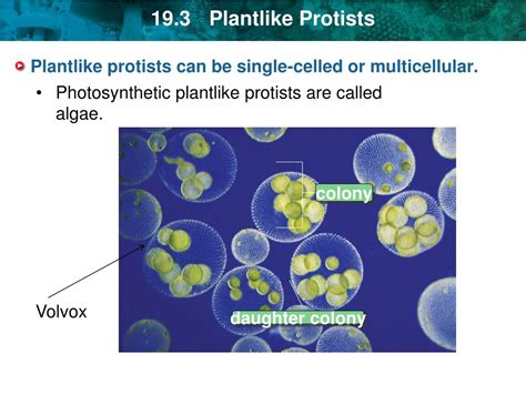 Ppt Key Concept Kingdom Protista Is The Most Diverse Of All The