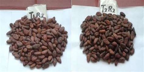 Shows From Left To Right T 25kgs Of Cocoa Beans In 3 Days 1 Download Scientific Diagram