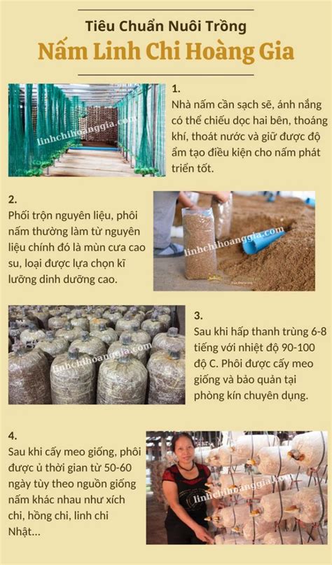 N M Linh Chi Vi T Nam Cao C P G Th I L T