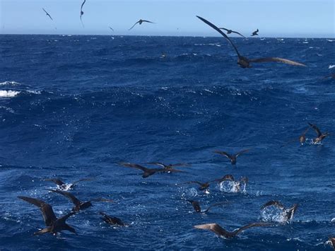 Seabirds Safe Monitoring Finds Minimal Impact From Fishing