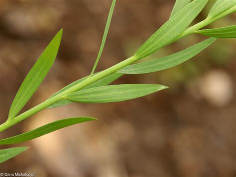 Linum Usitatissimum • Floravegeu