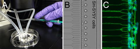 Microfluidic Neuron Arraying A Manual Aspiration Using A Syringe Is Download Scientific