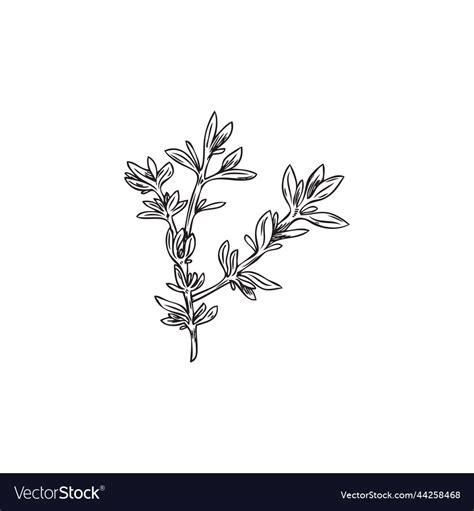 Aromatic Thyme Herb In Hand Drawn Sketch Style Vector Image