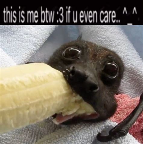 Bat Memes