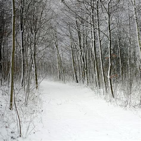 Forest Path Photograph By Andrew Lockie Fine Art America