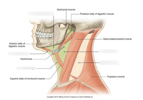 Diagram Of Anatomy Week 4 Triangles Of The Neck Quizlet