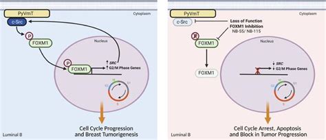 Jci Coordinated Activation Of C Src And Foxm1 Drives Tumor Cell
