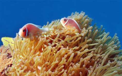 Amphiprion Perideraion