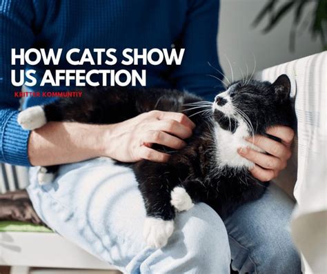 Are Cats Affectionate • Kritter Kommunity
