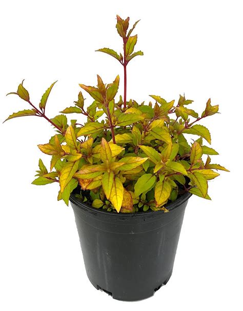 Fuchsia Magellanica Aurea The Garden Corner