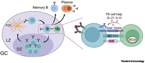 Bcr Signaling In Germinal Center B Cell Selection Trends In Immunology