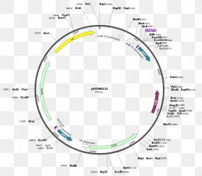 PUC19 Vector Plasmid Restriction Map Multiple Cloning Site PNG 4245x3150px Vector Area