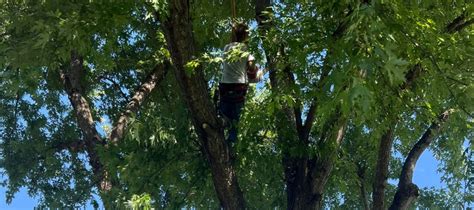Tree Trimming In Oklahoma City OK Tree Trimmers Near Me