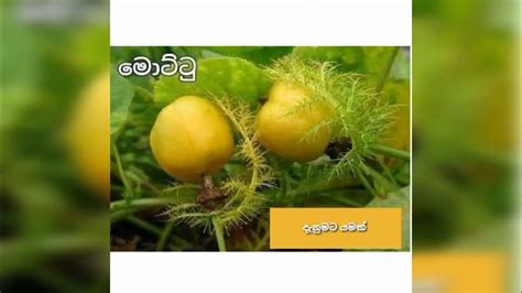 ඔබ නොසිතු පලතුරු 😋 Viral Youtube Youtubevideo Education Knowledge