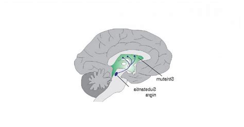 Nigrostriatal Pathway Of The Brain Structures And Functions