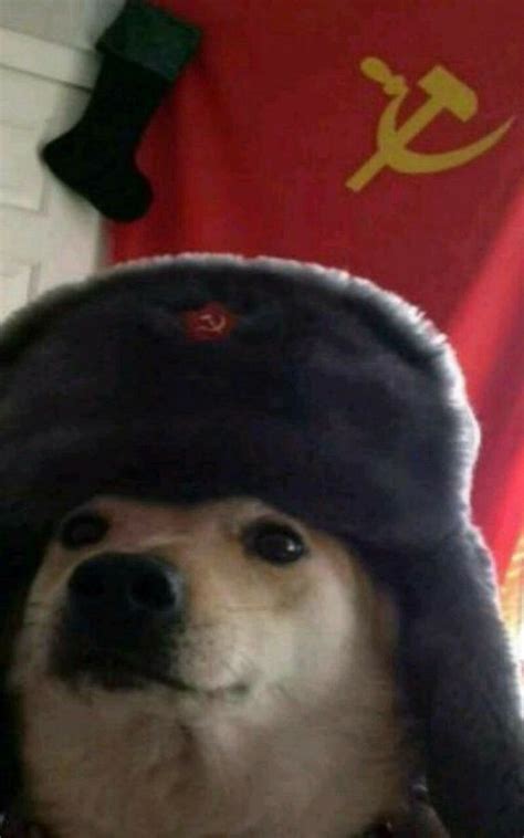 Создать мем "собака в ушанке ссср, кот в шапке ушанке, собаки в шапках ...