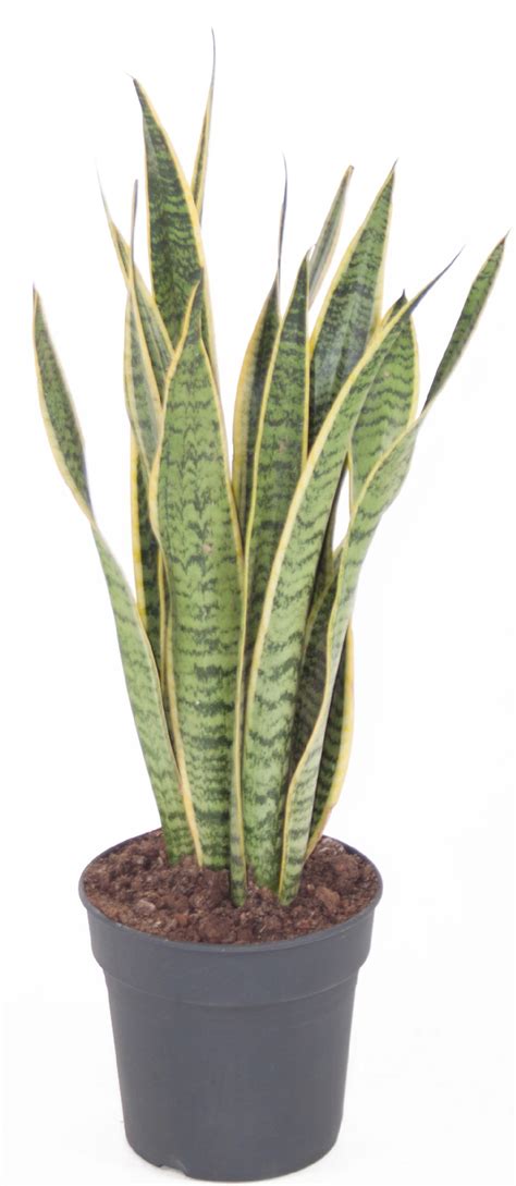 Svokrin jazyk rôzne druhy pr kvetináča cca 17 cm Sansevieria nakúpiť v OBI