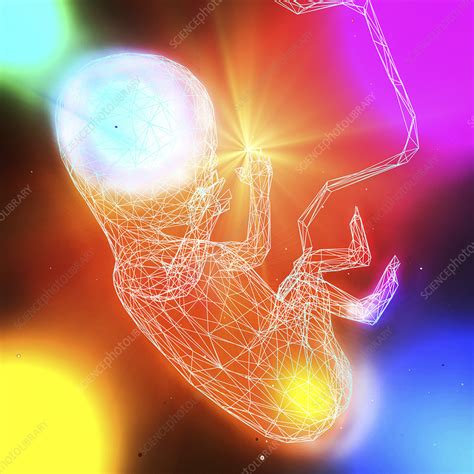 Foetus Illustration Stock Image F0250572 Science Photo Library