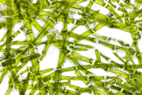 Microscopic View Of Green Algae Cladophora Cells Brightfield