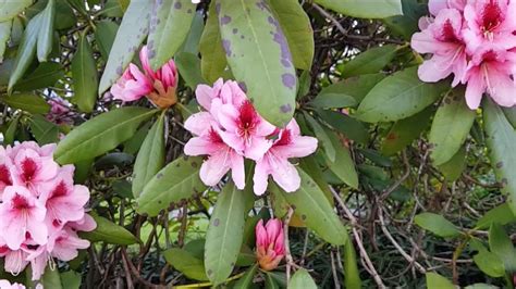 여호와는 선하시니 그의 인자하심이 영원하고 그의 성실하심이 대대에 이르리로다 2 Youtube