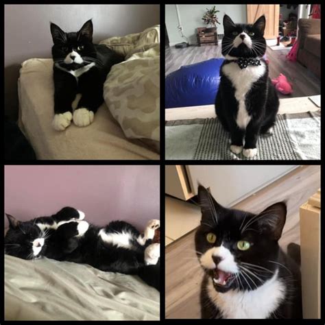 Tucker The Tuxie R Tuxedocats