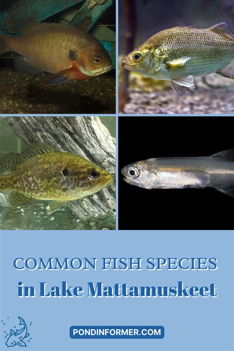 List Of Fish Species In Lake Havasu 2023 Updated Artofit