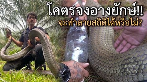 โคตรจงอางยักษ์ จะทำลายสถิติได้หรือไม่ อสรพิษวิทยา Ep 246 Youtube