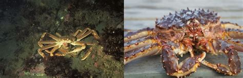 Snow Crab Vs King Crab Main Differences Ocean Info