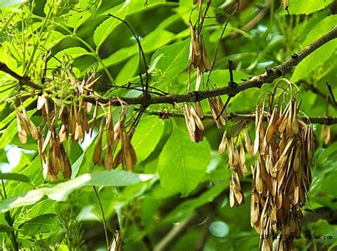 白蜡树应该怎样种植和养护栽培养护行业资讯597苗木网
