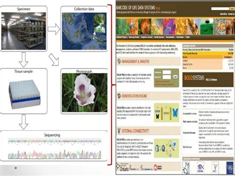 Dna Barcoding And Its Application In Species Identification Pptx Biological Sciences Science