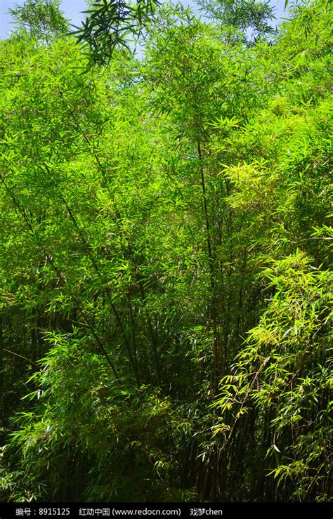 翠竹竹林风景高清图片下载 红动中国