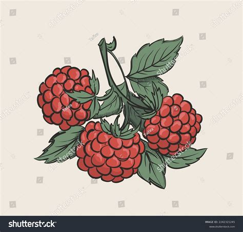 Hand Drawn Drawing Red Raspberry Leav Stock Vector Royalty Free