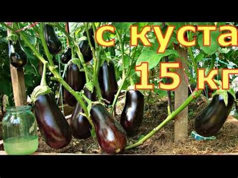 (248) ВЫРАЩИВАЕМ БАКЛАЖАНЫ от семян до урожая - YouTube | Выращивание ...