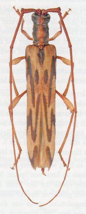 Cerambycidae Species Details