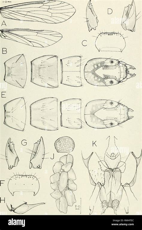 Annals Of The South African Museum Annale Van Die Suid Afrikaanse