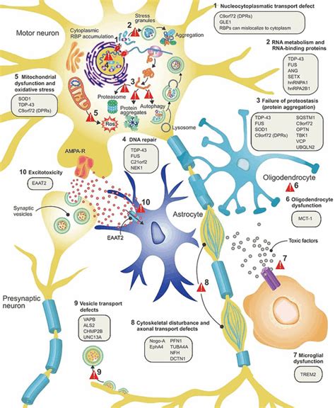 Is ALS Genetic Decode Your DNA And Learn About Your Risks