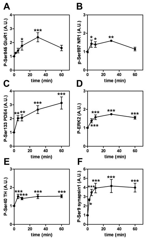 Effect Of Rolipram On The Phosphorylation Of Glur1 Nr1 Pde4 Erk2 Th Download Scientific