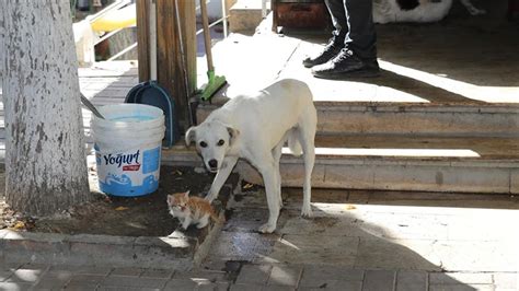Bir Köpek Kedi Yavrusuna Annelik Yapıyor