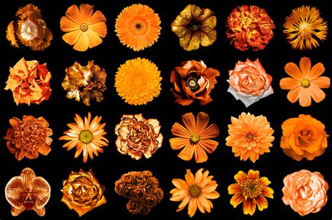 자연 적이 고 초현실적인 오렌지의 콜라주 꽃 1에서 24 작 약 달리아 초본 애 스 터 데이지 로즈 Gerbera 정 향 국화