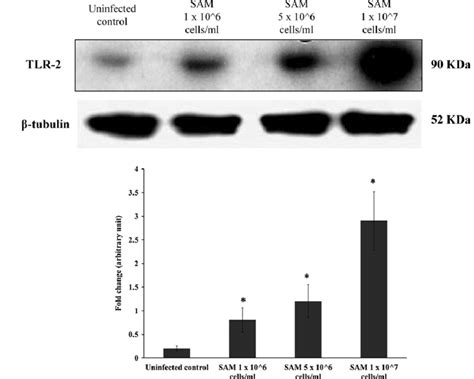 Live Staphylococcus Aureus Infection Induces Toll Like Receptor 2 Download Scientific Diagram
