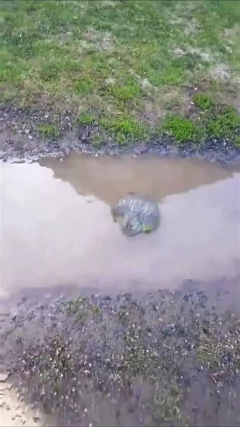 Chunky Frog Scrolller