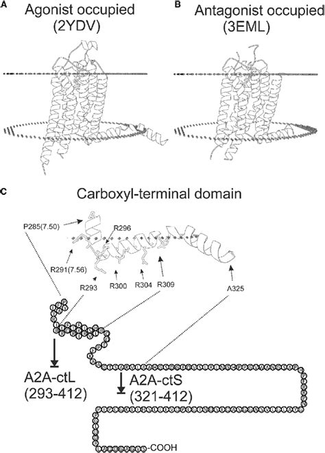 Helix 8 Conformation Of Agonist Versus Antagonist Bound A2AR And